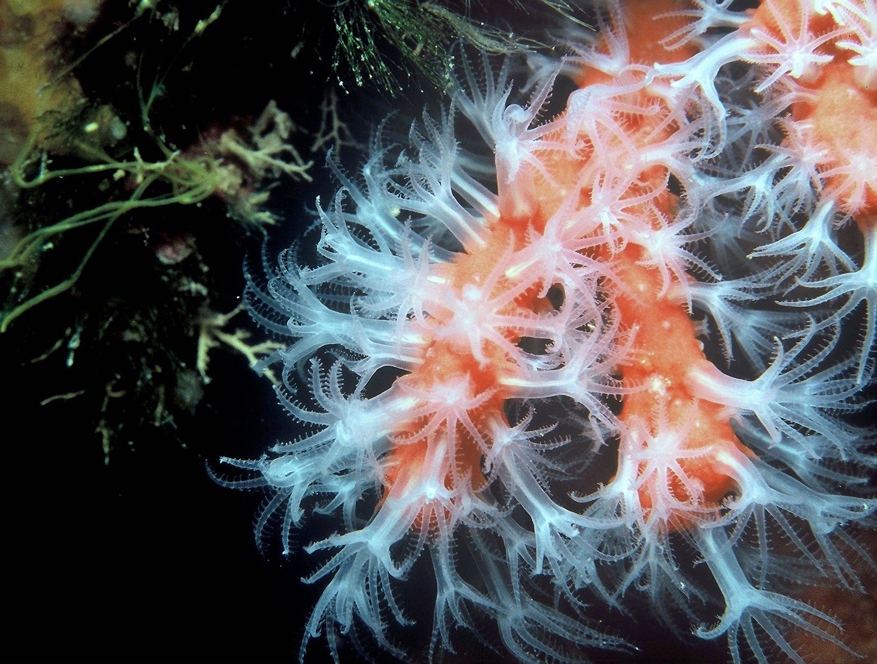 How long can the precious coral of the Mediterranean live?
